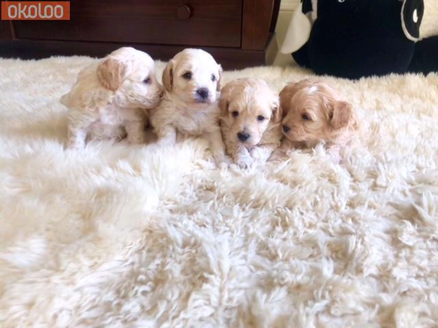 Pets Coton Noodle Puppies East of England Peterborough - Okoloo