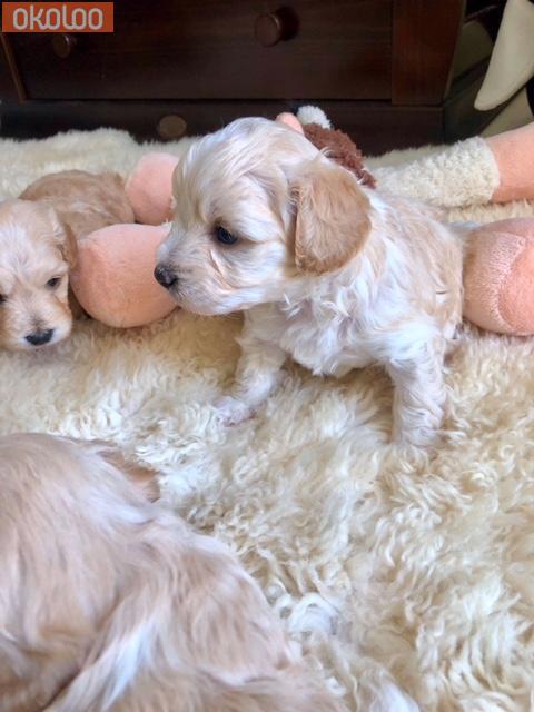 Pets Coton Noodle Puppies East of England Peterborough - Okoloo