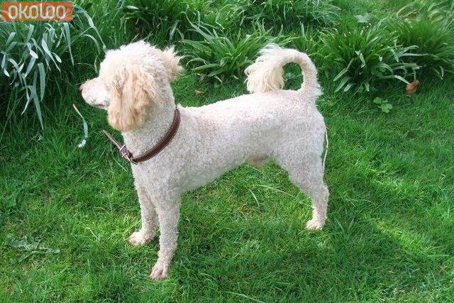 Pets Coton Noodle Puppies East of England Peterborough - Okoloo