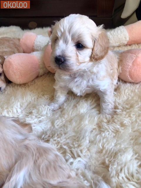 Pets Coton Noodle Puppies East of England Peterborough - Okoloo