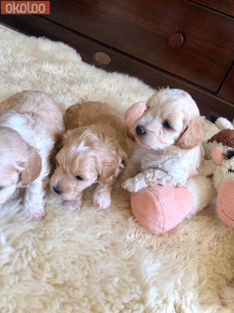 Pets Coton Noodle Puppies East of England Peterborough - Okoloo