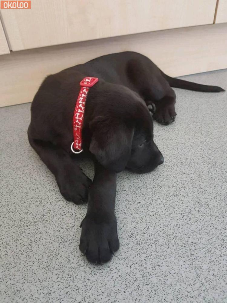 Pets Male Labrador 5 month old puppy. KC registered pedigree black ...