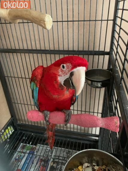 Pets Parrots for sell Scotland Glasgow - Okoloo