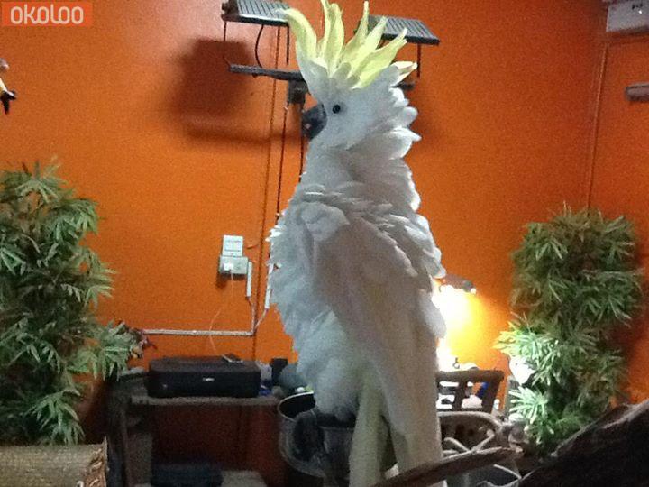 Pets Parrots for sell Scotland Glasgow - Okoloo