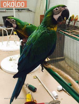 Pets Parrots for sell Scotland Glasgow - Okoloo